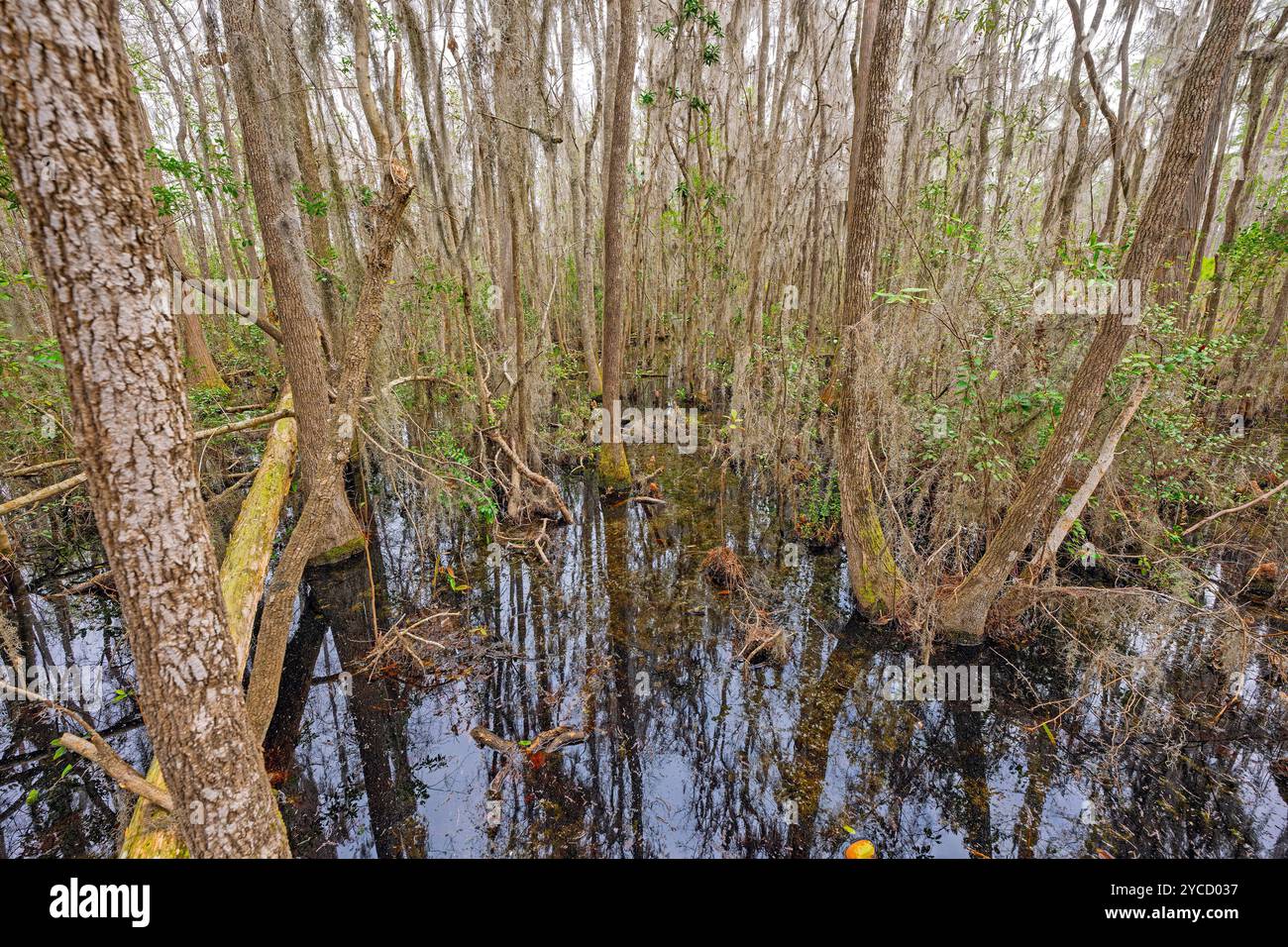 Tangled Forest in Deep in a Swamp in the Okefenokee National Wildlife ...