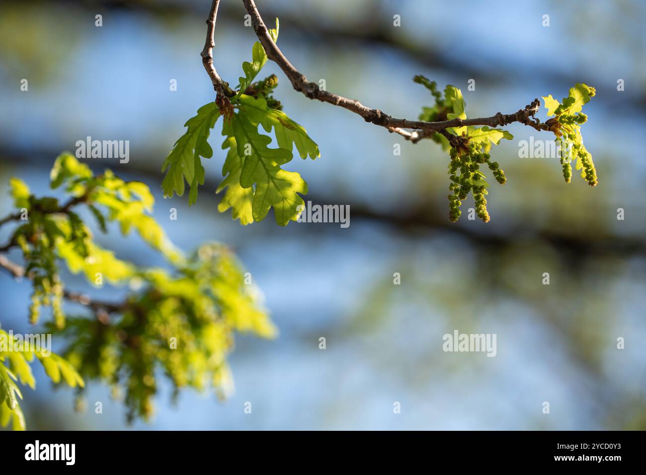Beautiful spring oak tree hi-res stock photography and images - Alamy
