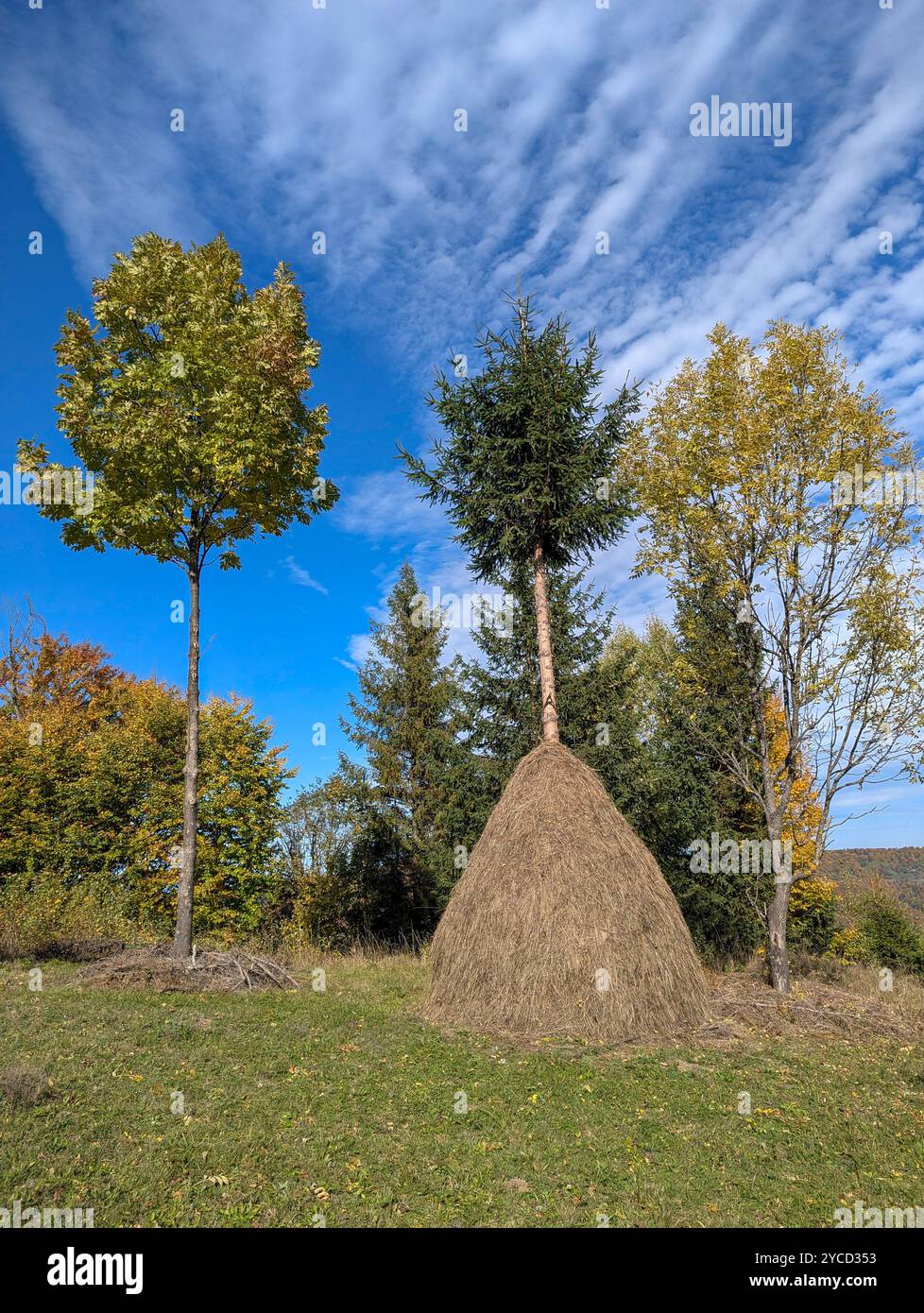 A towering haystack and a lone evergreen tree form an unexpected pair ...