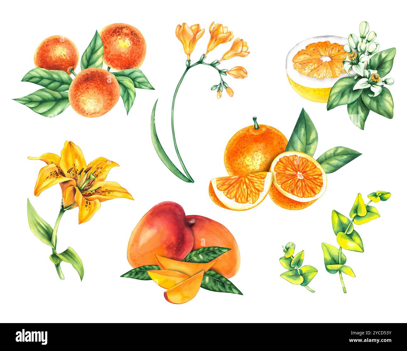 Orange slice leaves watercolor Cut Out Stock Images & Pictures - Alamy
