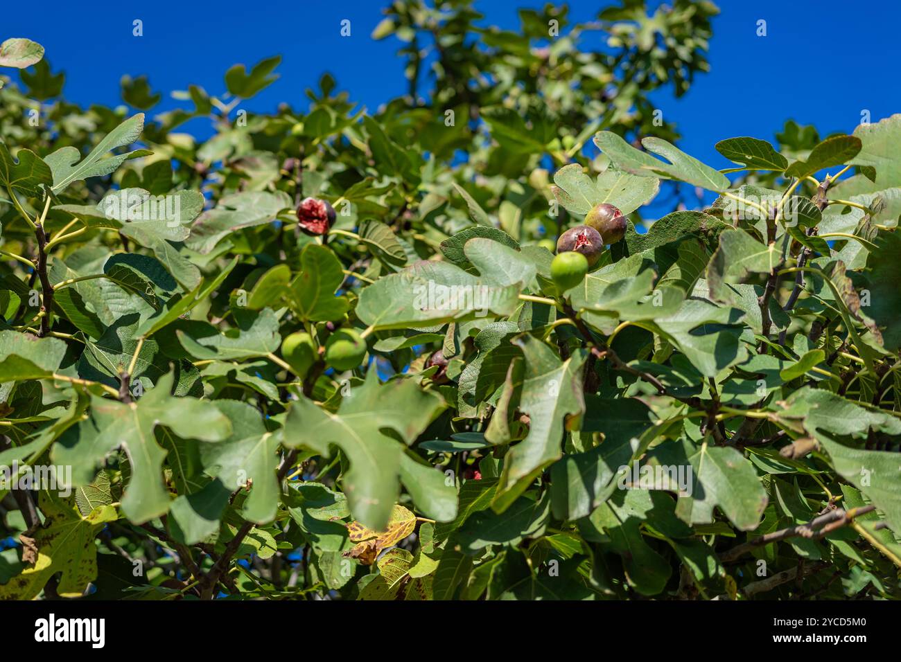 Ripe fig tree hi-res stock photography and images - Alamy