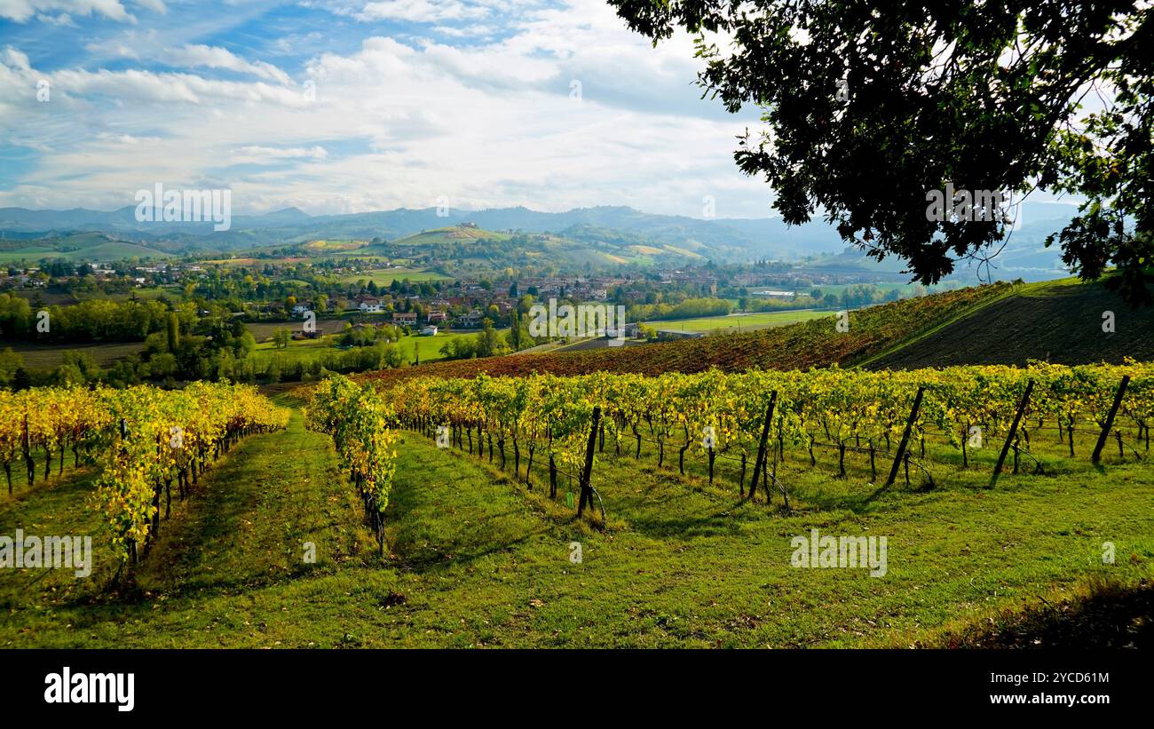 Landscapes and colors of autumn bloom in the vineyards of the Emilia ...