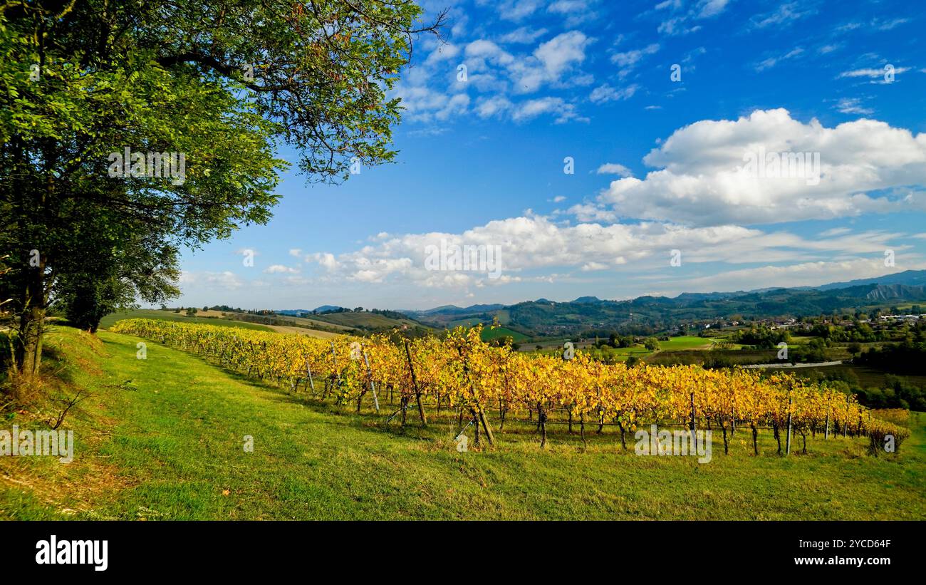 Landscapes and colors of autumn bloom in the vineyards of the Emilia ...