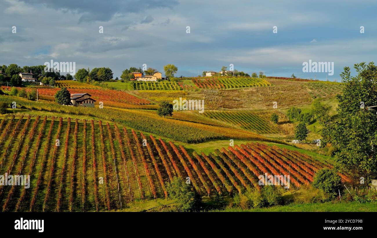 Landscapes and colors of autumn bloom in the vineyards of the Emilia ...