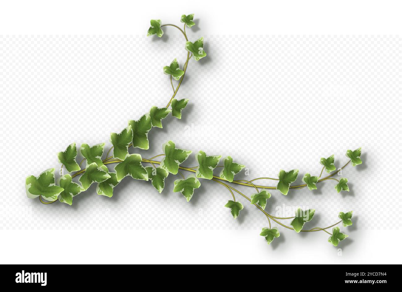 Ivy vine with lush green leaves. Hedera trailing branch Stock Vector ...