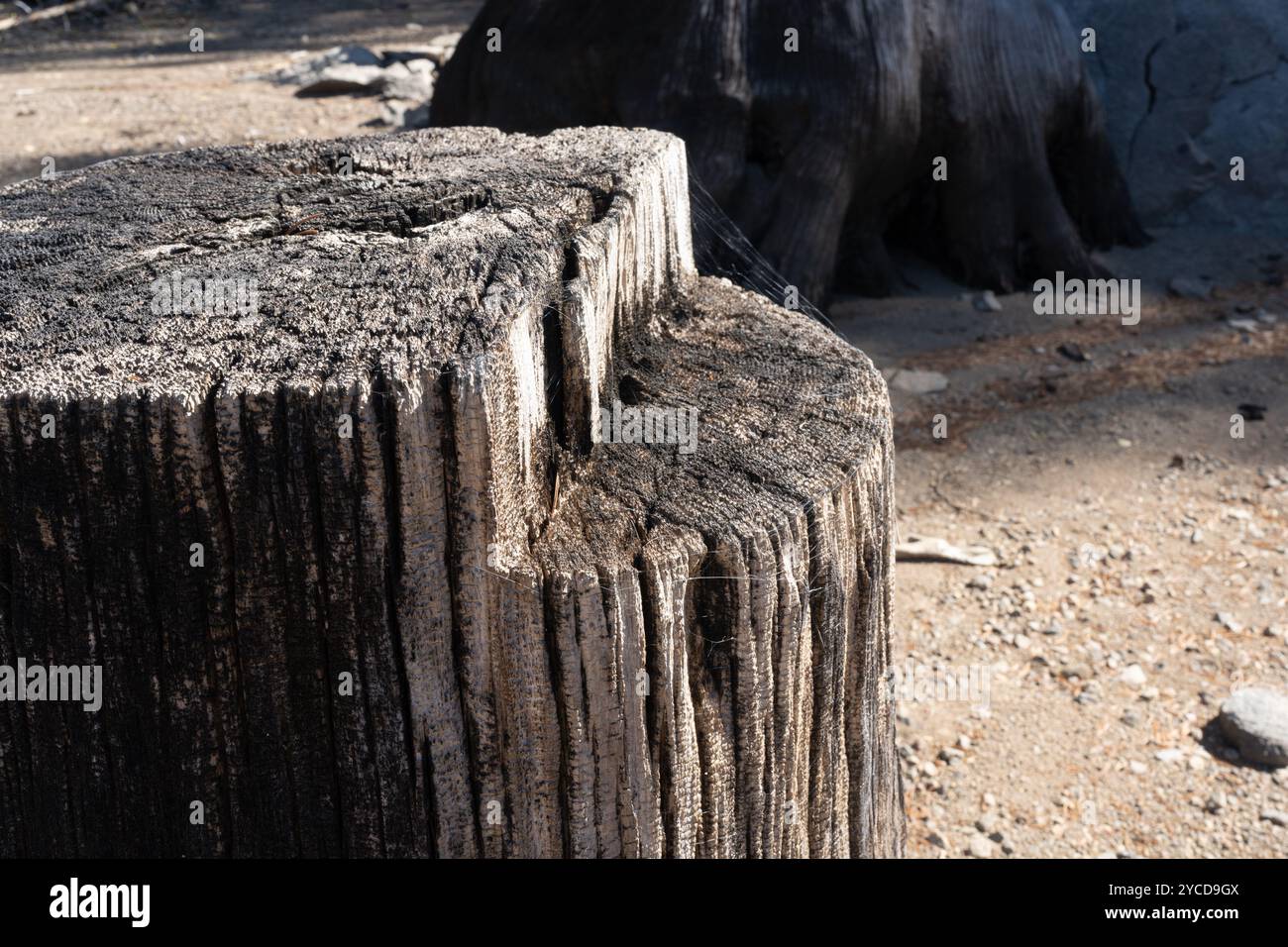 Old tree stump with burn marks cut with chainsaw Stock Photo - Alamy