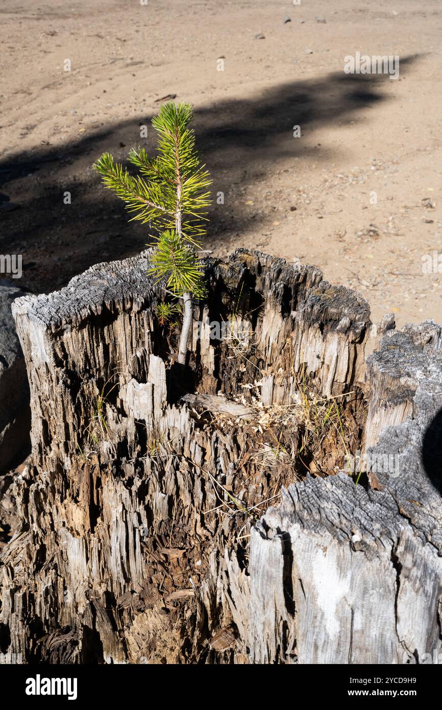 Small conifer tree growing out of tree stump Stock Photo - Alamy