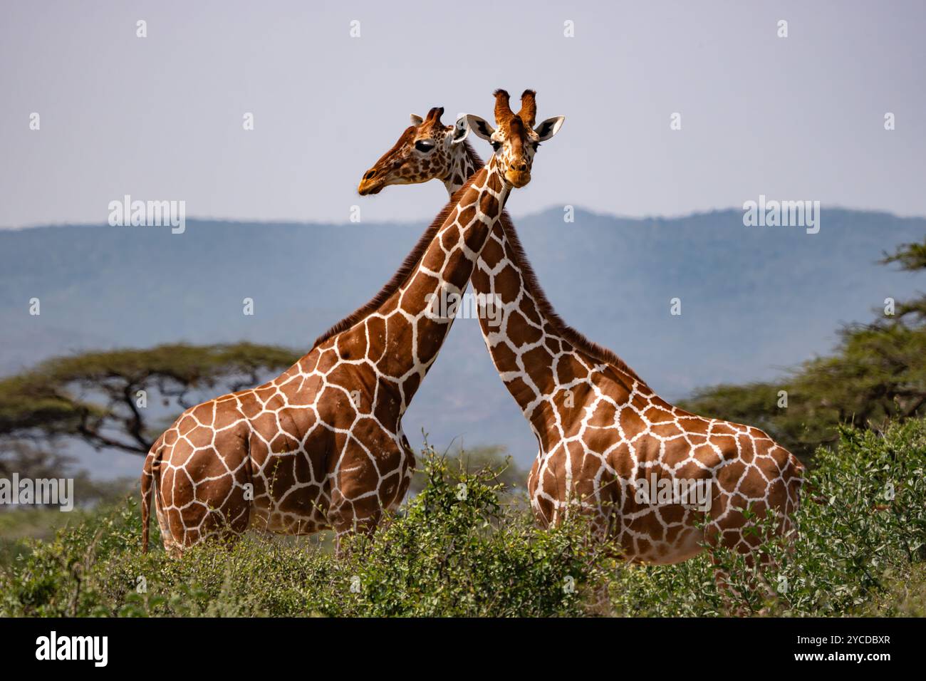 Two majestic reticulated giraffes stand closely together in Kenya’s vast savannah, their elegant ...