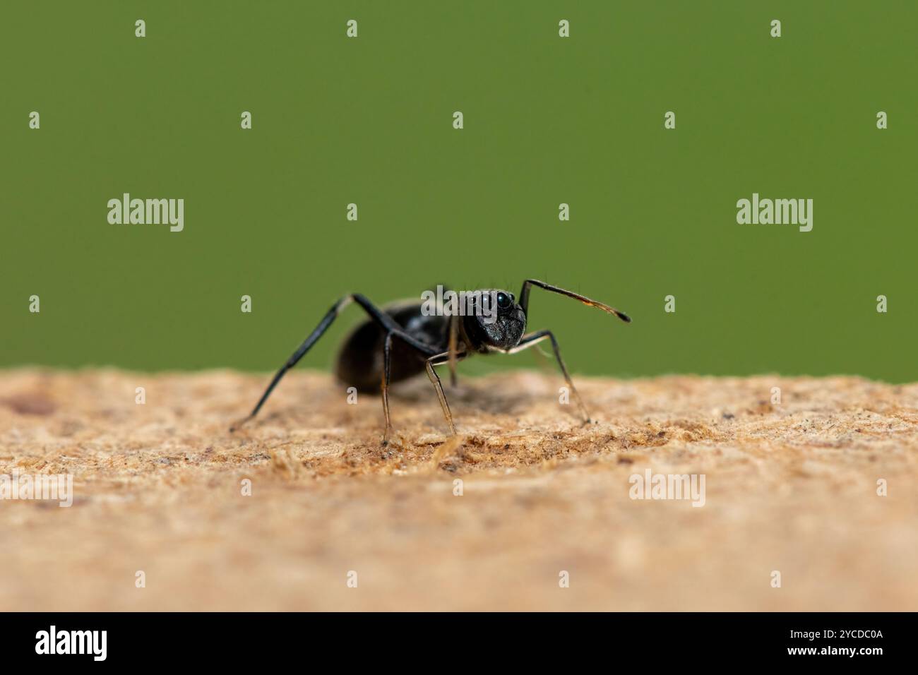 An ant-mimicking jumping spider (Myrmarachne sp), also known as an ant ...