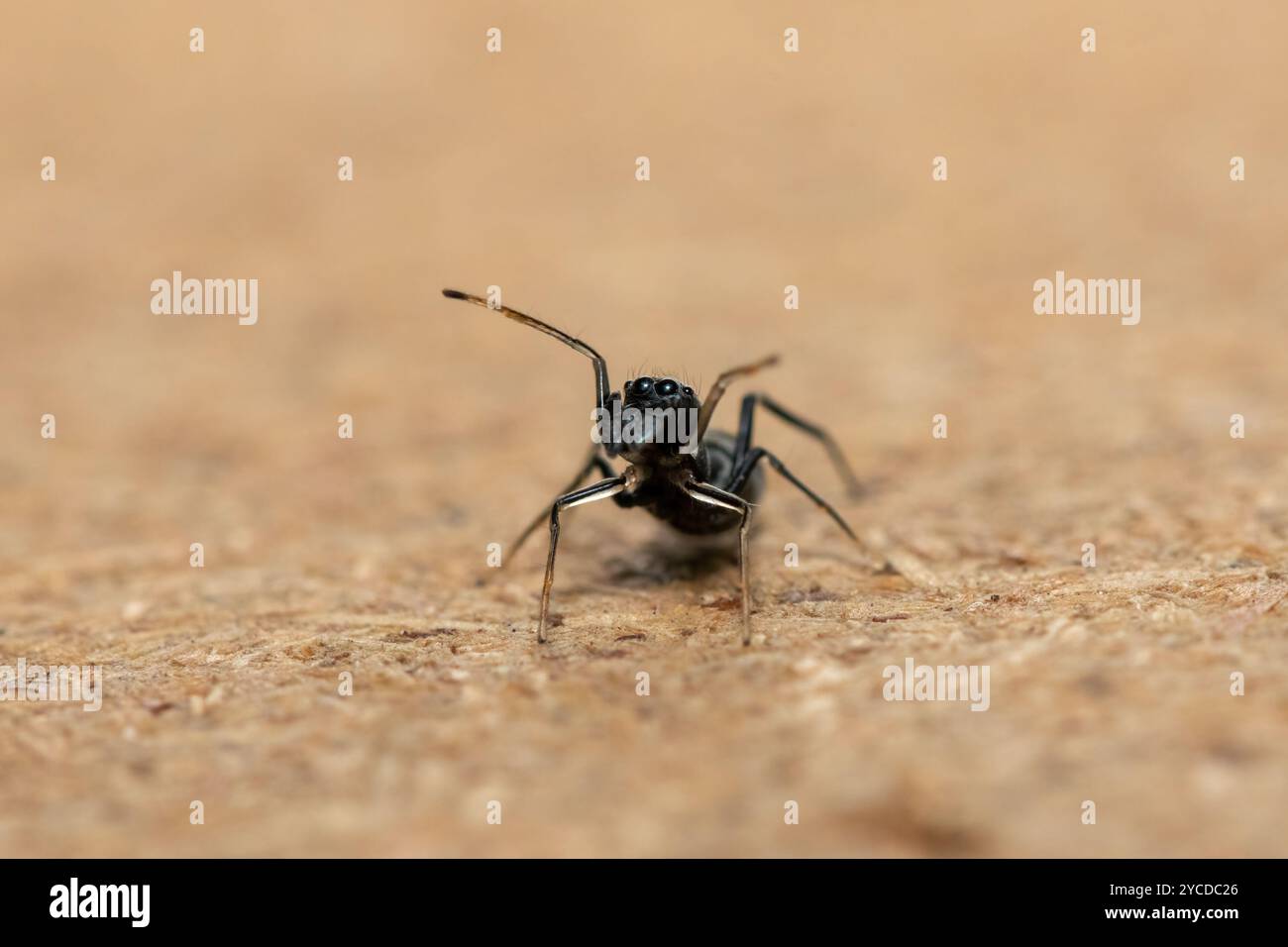 An ant-mimicking jumping spider (Myrmarachne sp), also known as an ant ...
