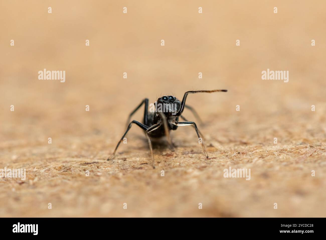 An ant-mimicking jumping spider (Myrmarachne sp), also known as an ant ...