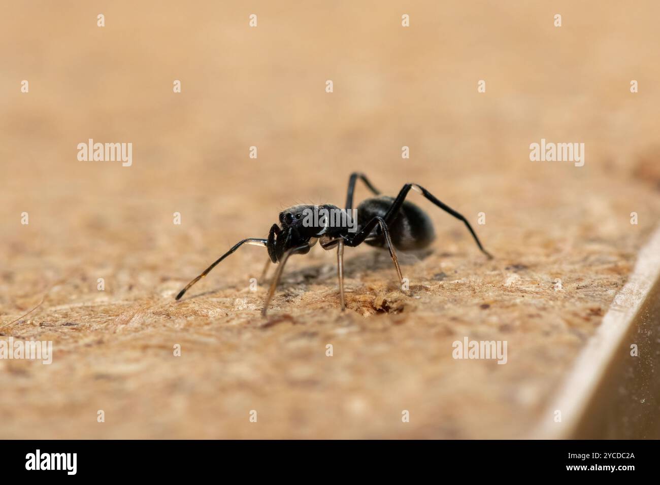 An ant-mimicking jumping spider (Myrmarachne sp), also known as an ant ...