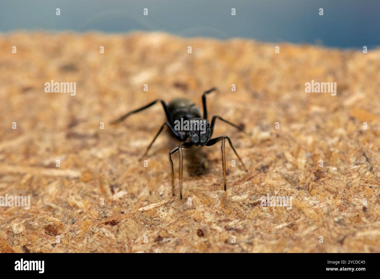 An ant-mimicking jumping spider (Myrmarachne sp), also known as an ant ...