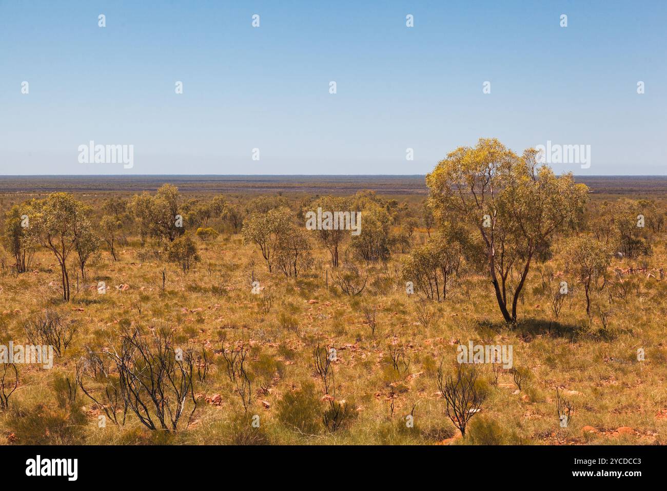 Australian native desert plants hi-res stock photography and images - Alamy