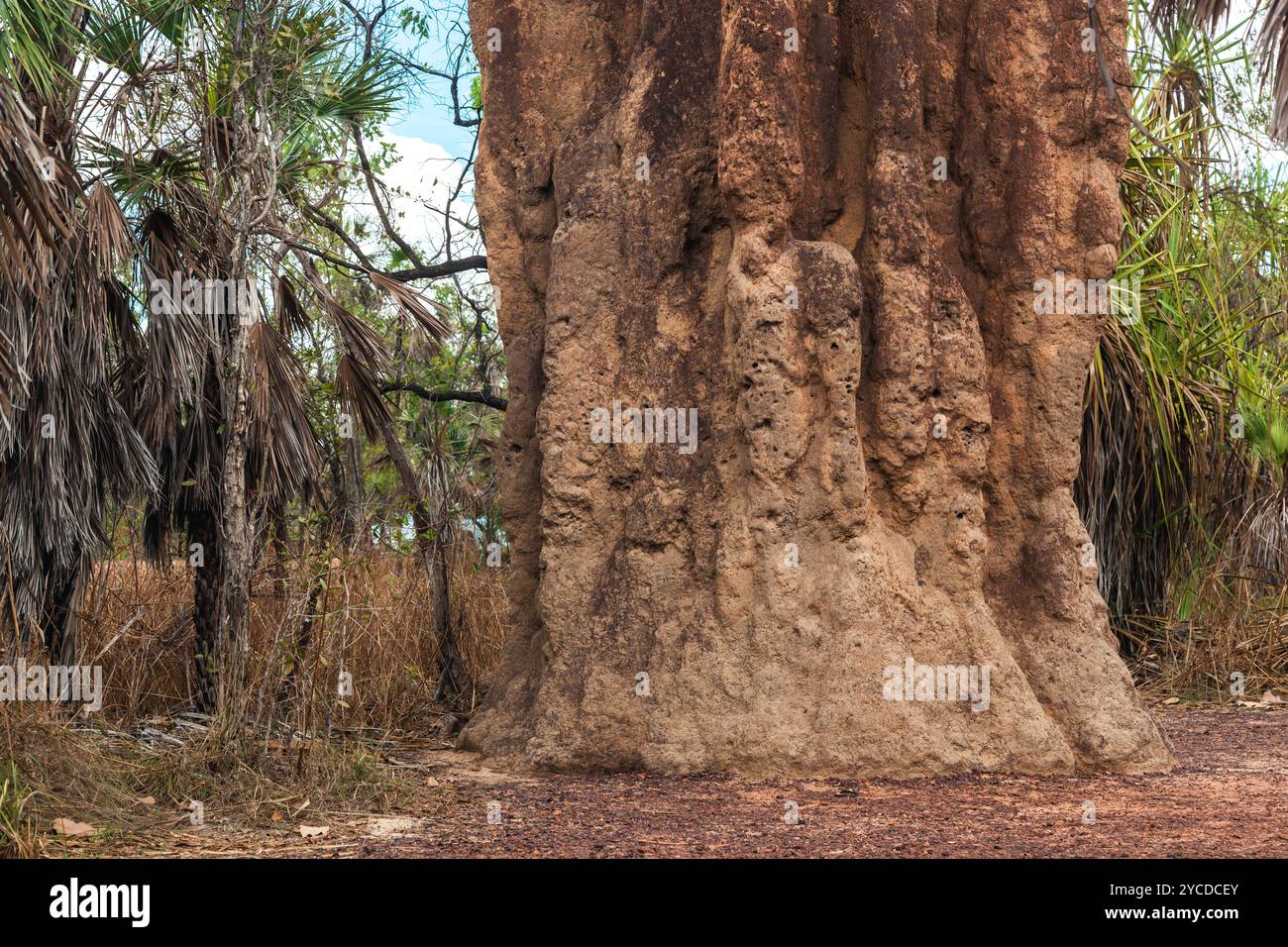 Exploring the natural beauty of Litchfield National Park, visitors ...