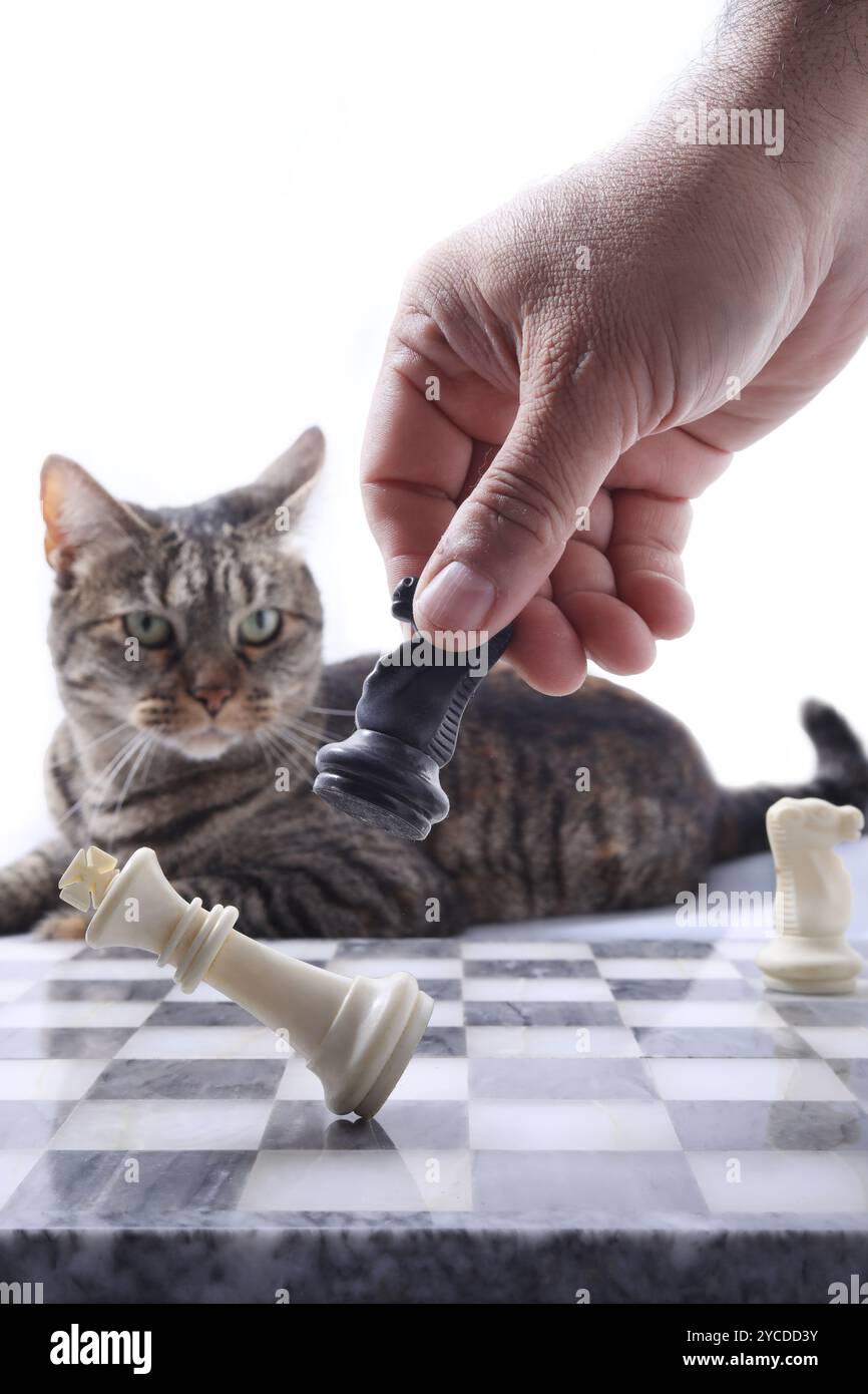 Domestic chess king humor hi-res stock photography and images - Alamy