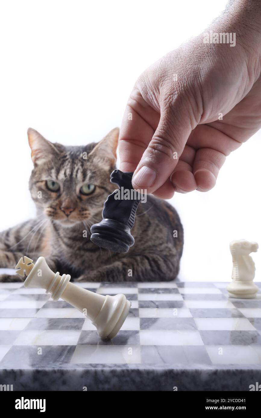 chess game with cat Stock Photo - Alamy