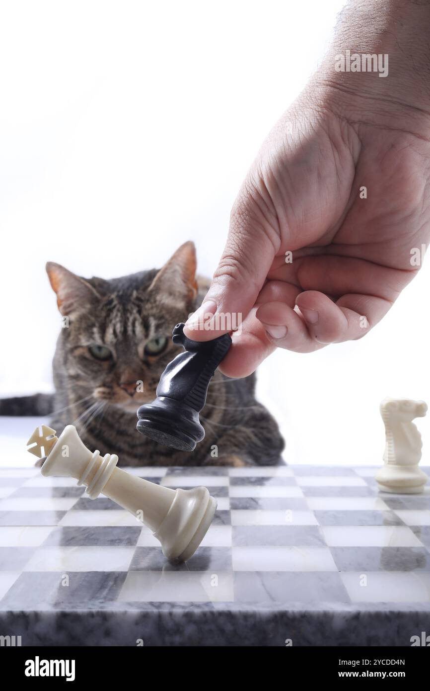 Domestic chess king humor hi-res stock photography and images - Alamy