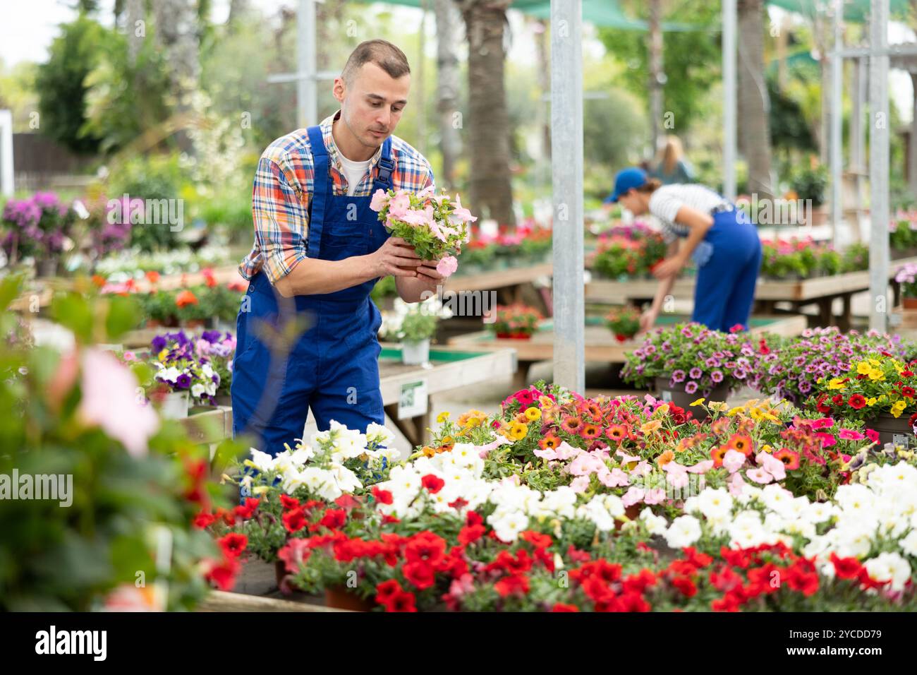 Male garden store employee puts in order showcase with outdoor plants ...