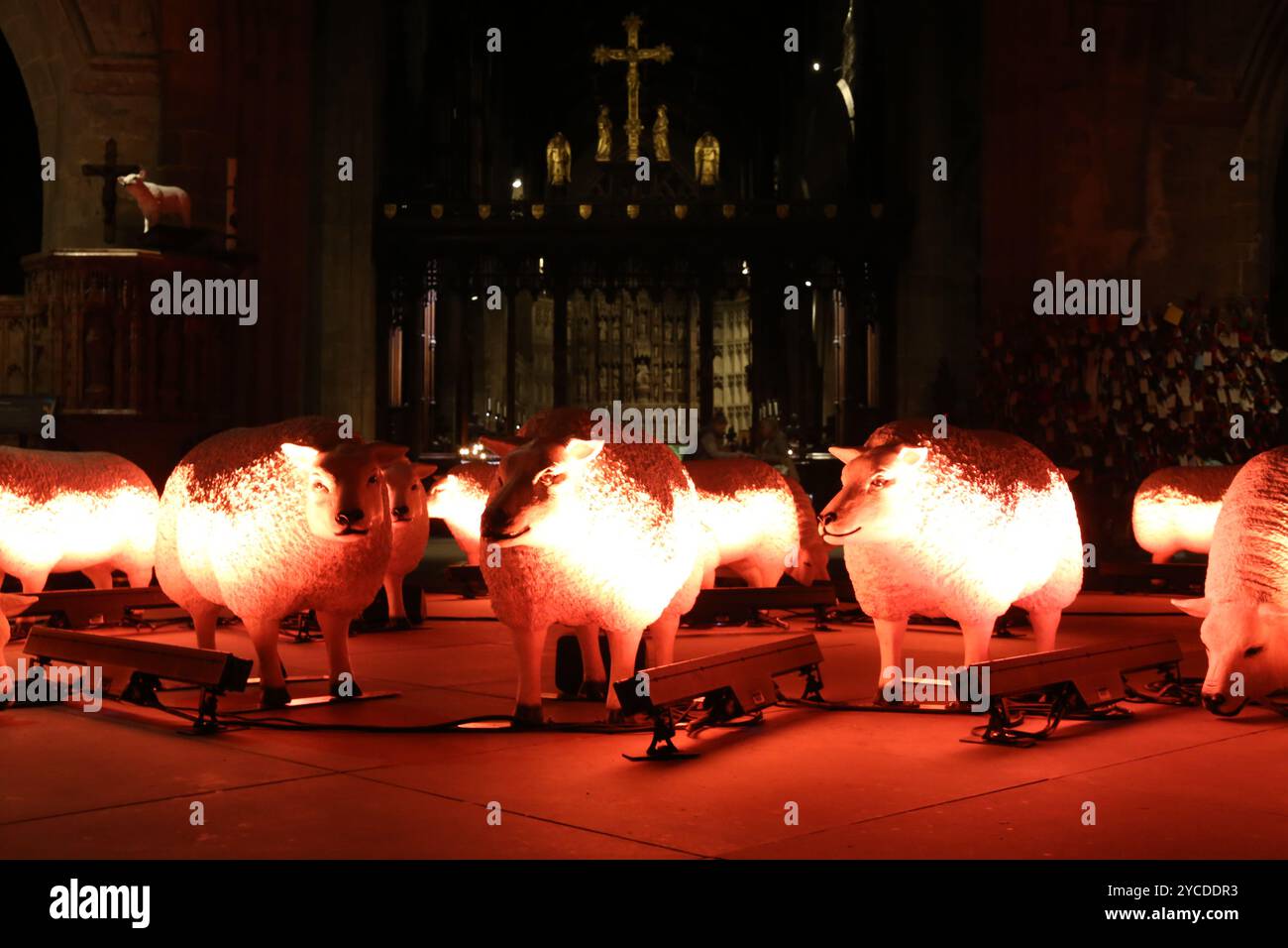 ‘Illuminated Sheep’ at Newcastle Cathedral which welcomes the 30 sheep ...
