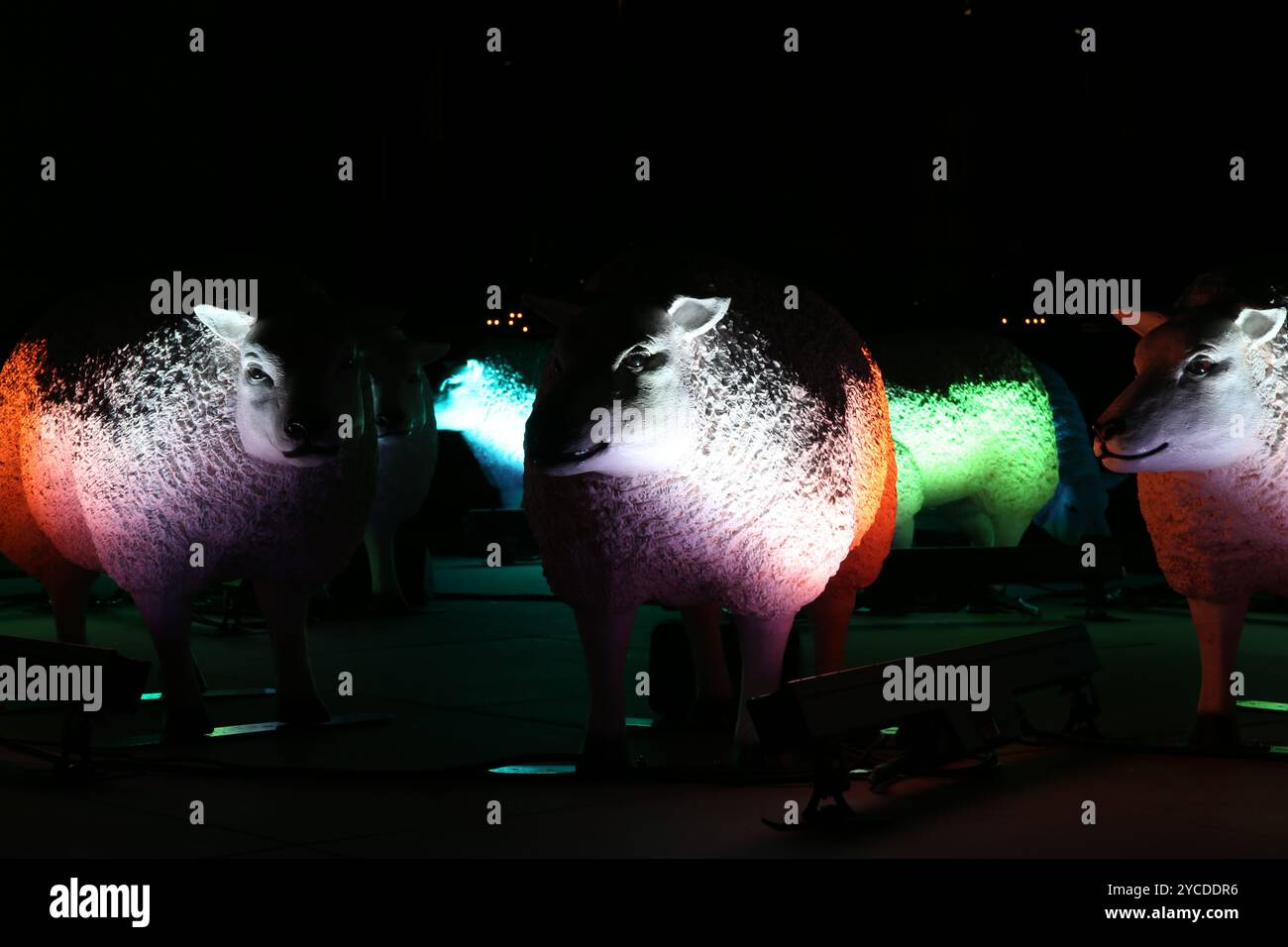 ‘Illuminated Sheep’ at Newcastle Cathedral which welcomes the 30 sheep ...
