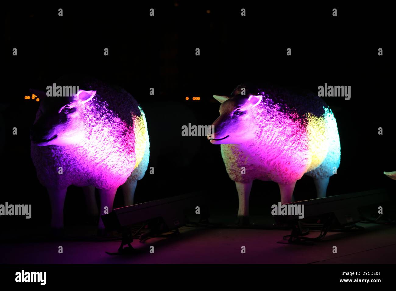 ‘Illuminated Sheep’ at Newcastle Cathedral which welcomes the 30 sheep ...