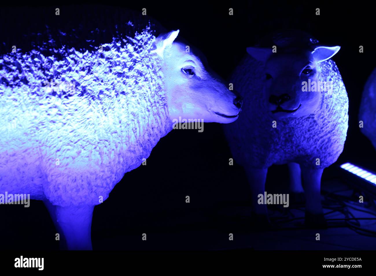 ‘Illuminated Sheep’ at Newcastle Cathedral which welcomes the 30 sheep ...