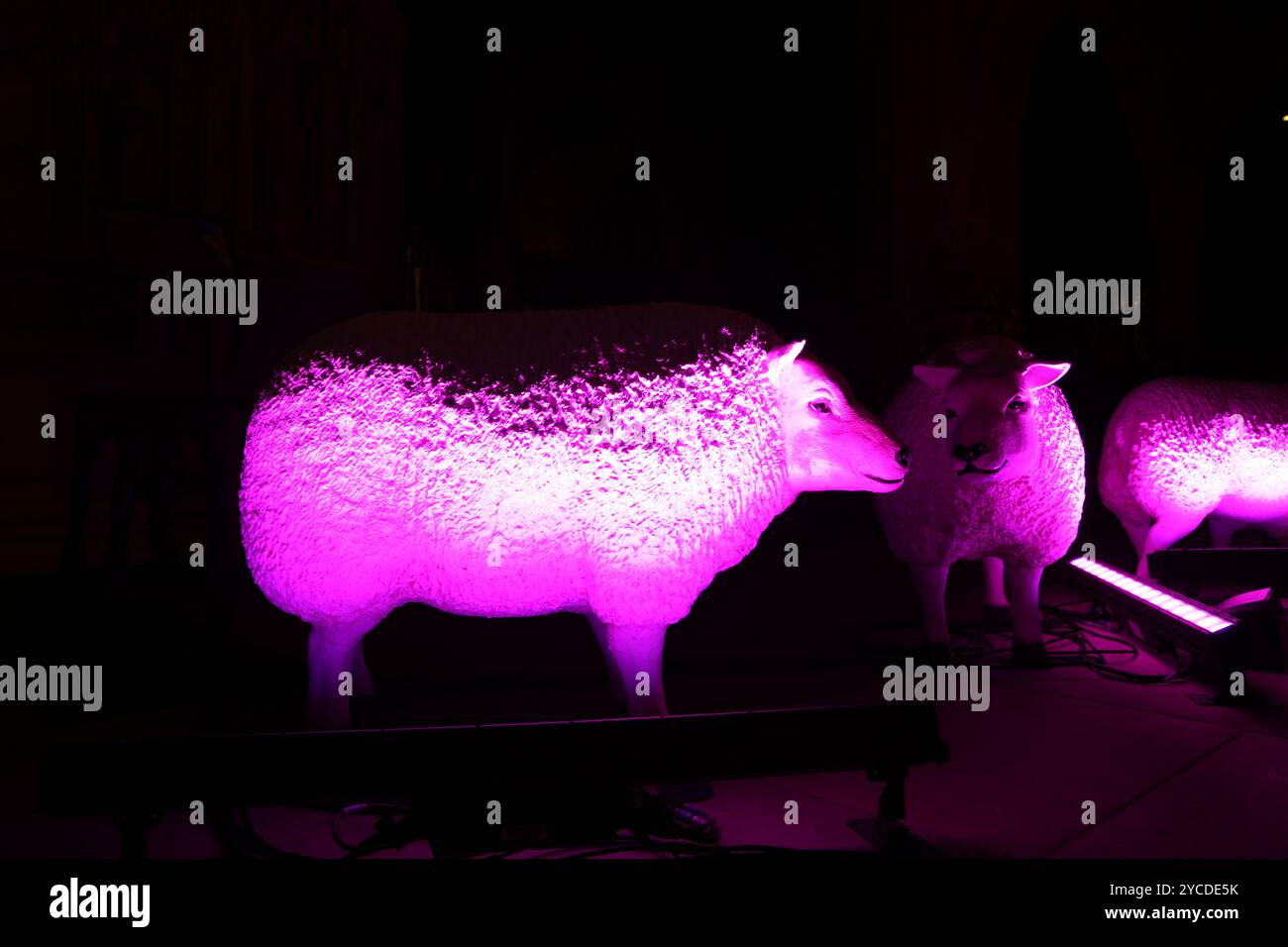 ‘Illuminated Sheep’ at Newcastle Cathedral which welcomes the 30 sheep ...