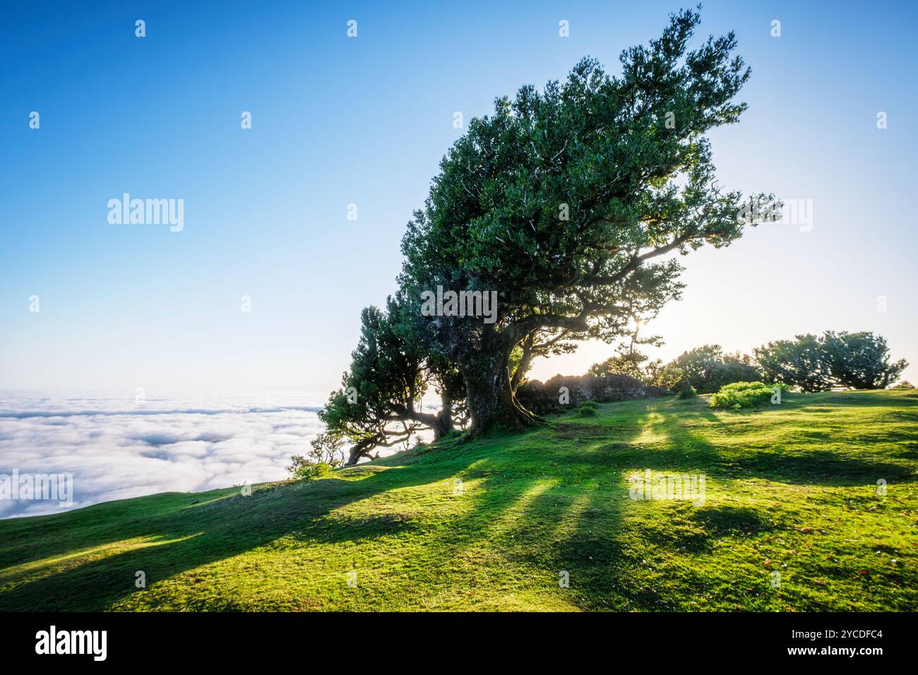 Fanal forest trees on Madeira island, Portugal Stock Photo - Alamy
