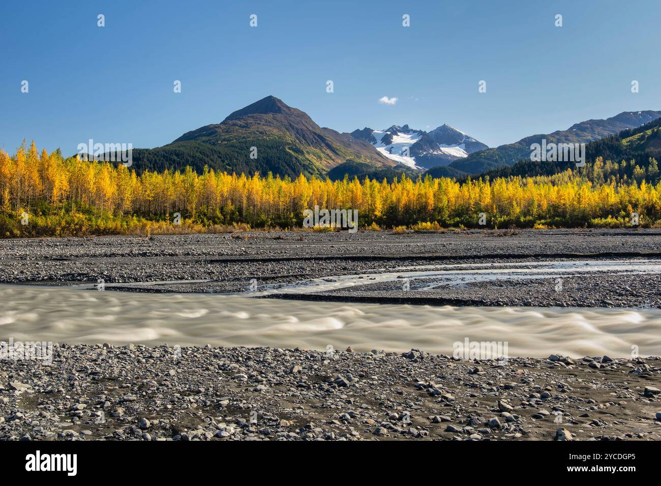 Fall foliage lines the Exit Glacier outwash plane and creek in ...