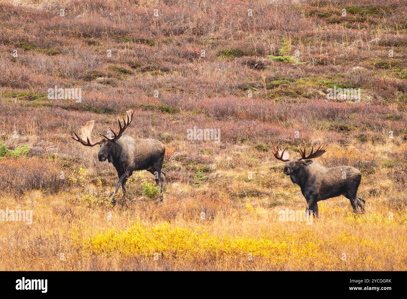 Bull moose fight hi-res stock photography and images - Alamy
