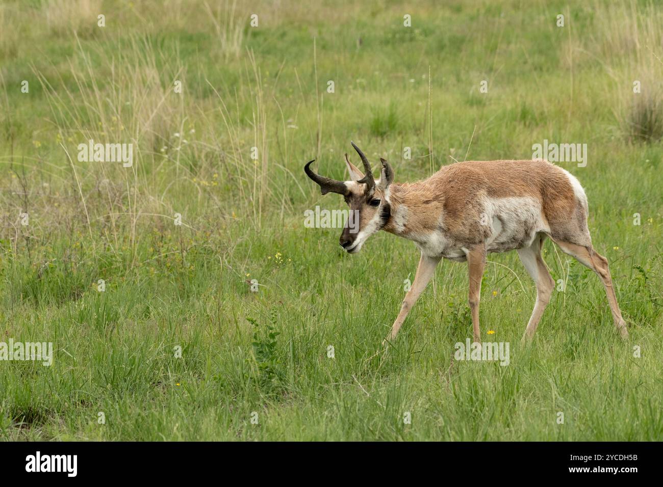 Pronghorn Antelope, Spring, Montana Stock Photo - Alamy