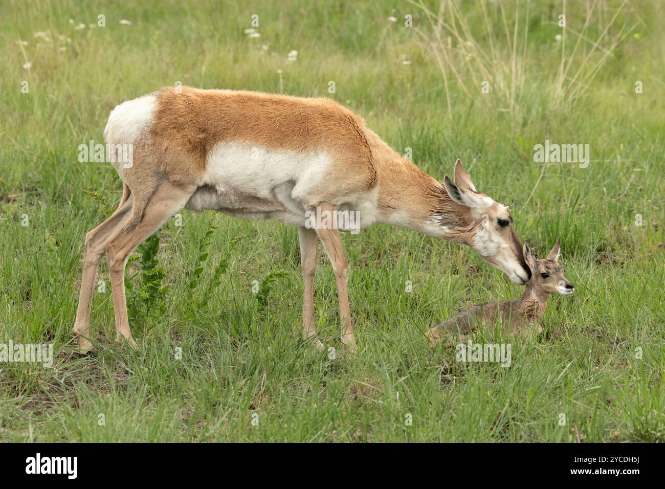 Pronghorn Antelope, Spring, Montana Stock Photo - Alamy