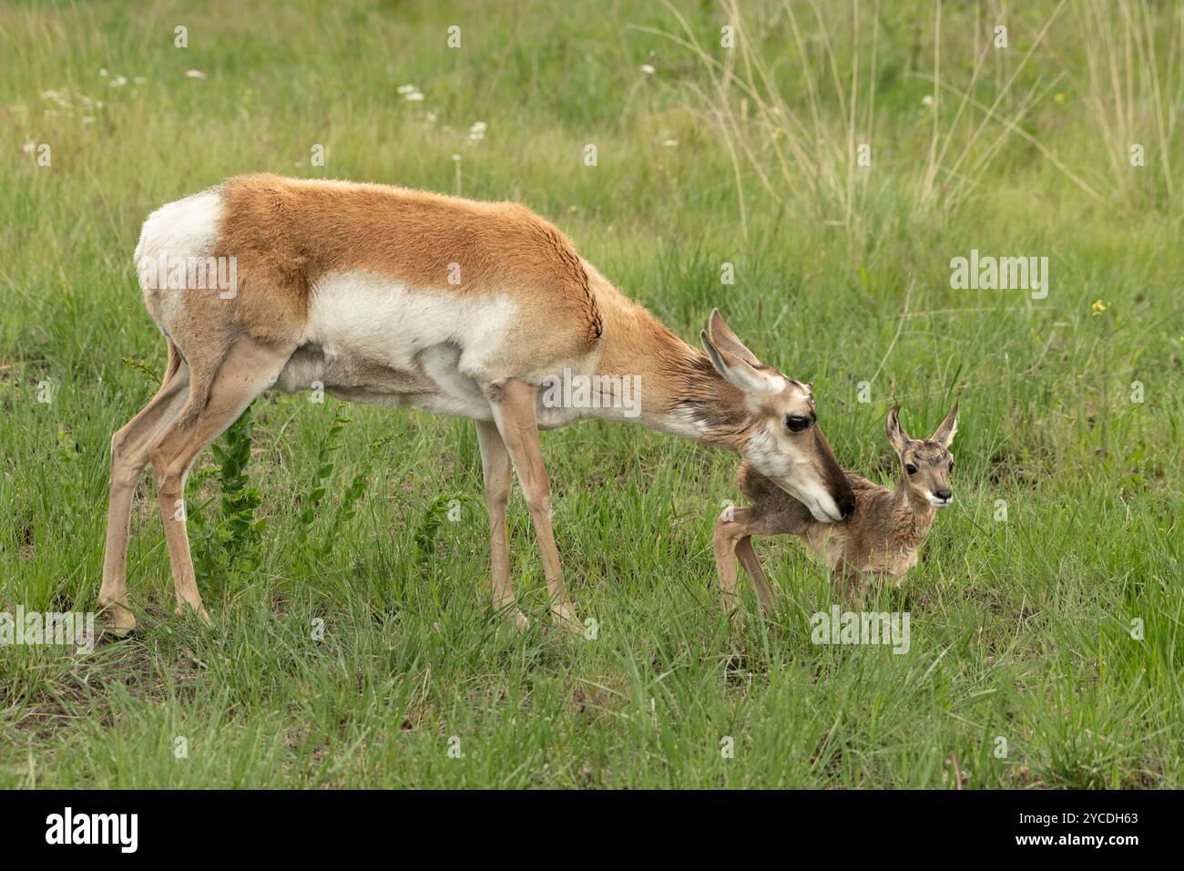 Pronghorn Antelope, Spring, Montana Stock Photo - Alamy