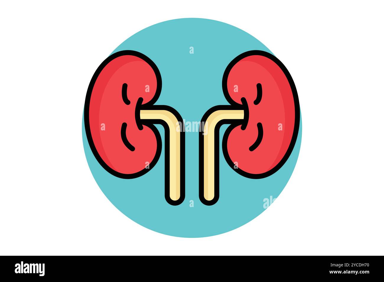 Kidney icon. colored outline icon style. icon related to medical ...