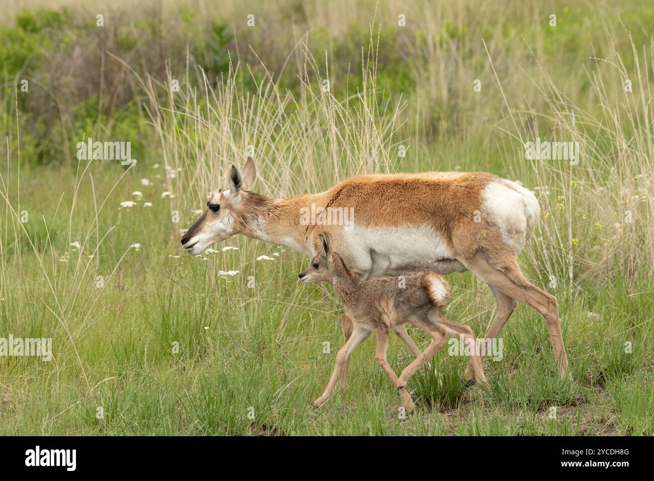 Pronghorn Antelope, Spring, Montana Stock Photo - Alamy