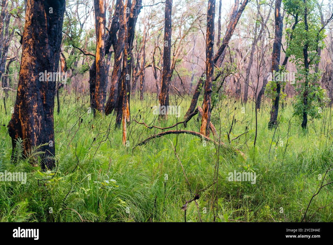 Coastal tea tree swamp Cooloola National Park, Queensland, Australia ...