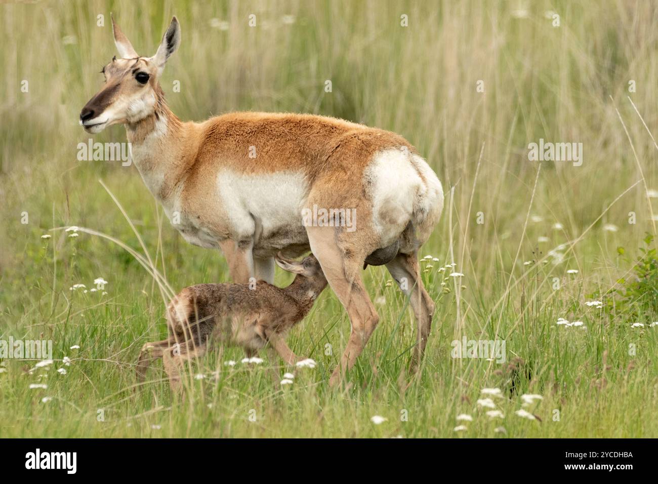 Pronghorn doe and fawn hi-res stock photography and images - Alamy