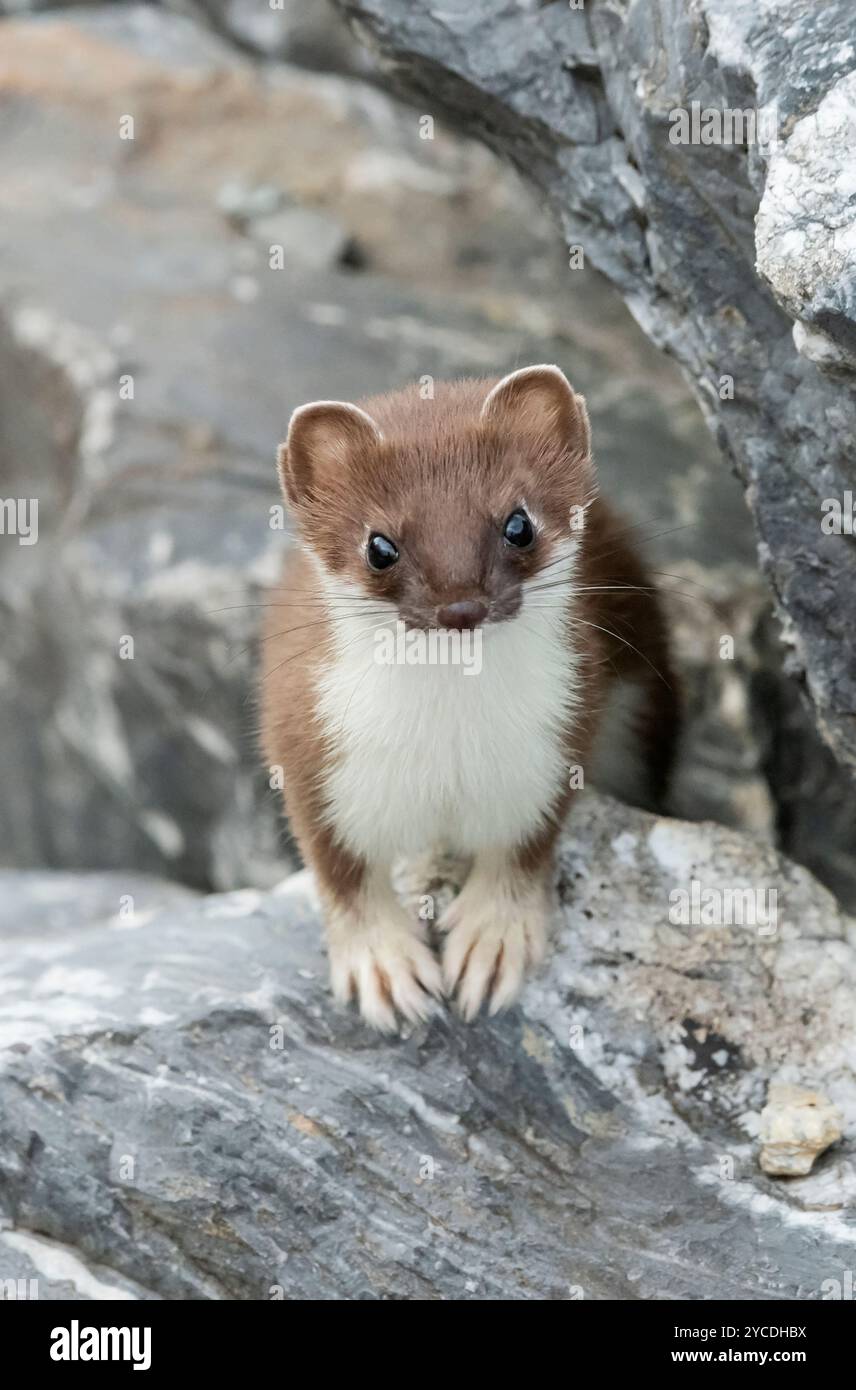 Short-talied weasel; Ermine; Summer; Alaska Stock Photo - Alamy