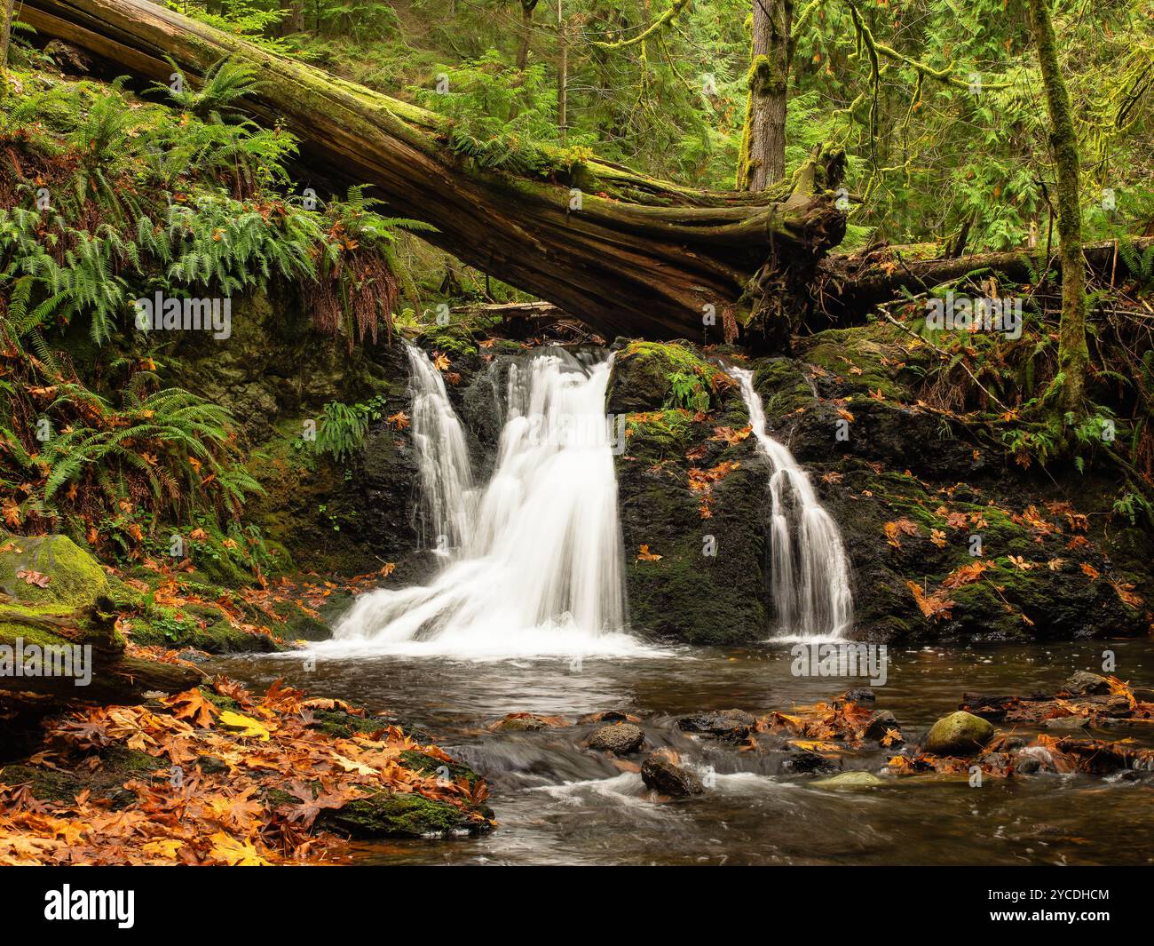 Rustic Falls in Moran State Park on Orcas Island in Washington Stock Photo - Alamy
