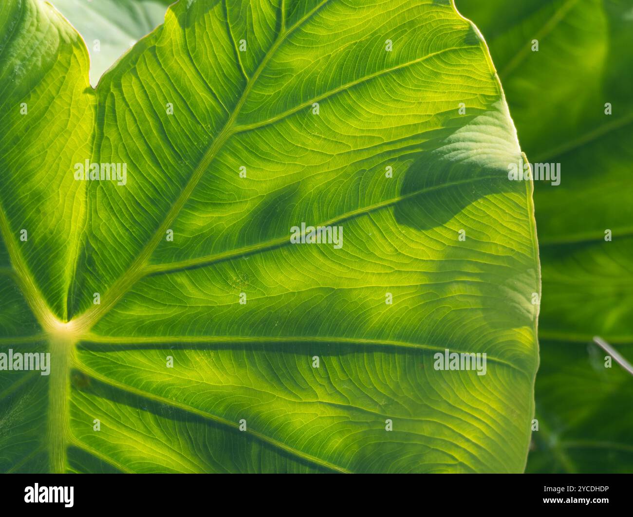 Close up colocasia esculenta taro hi-res stock photography and images ...