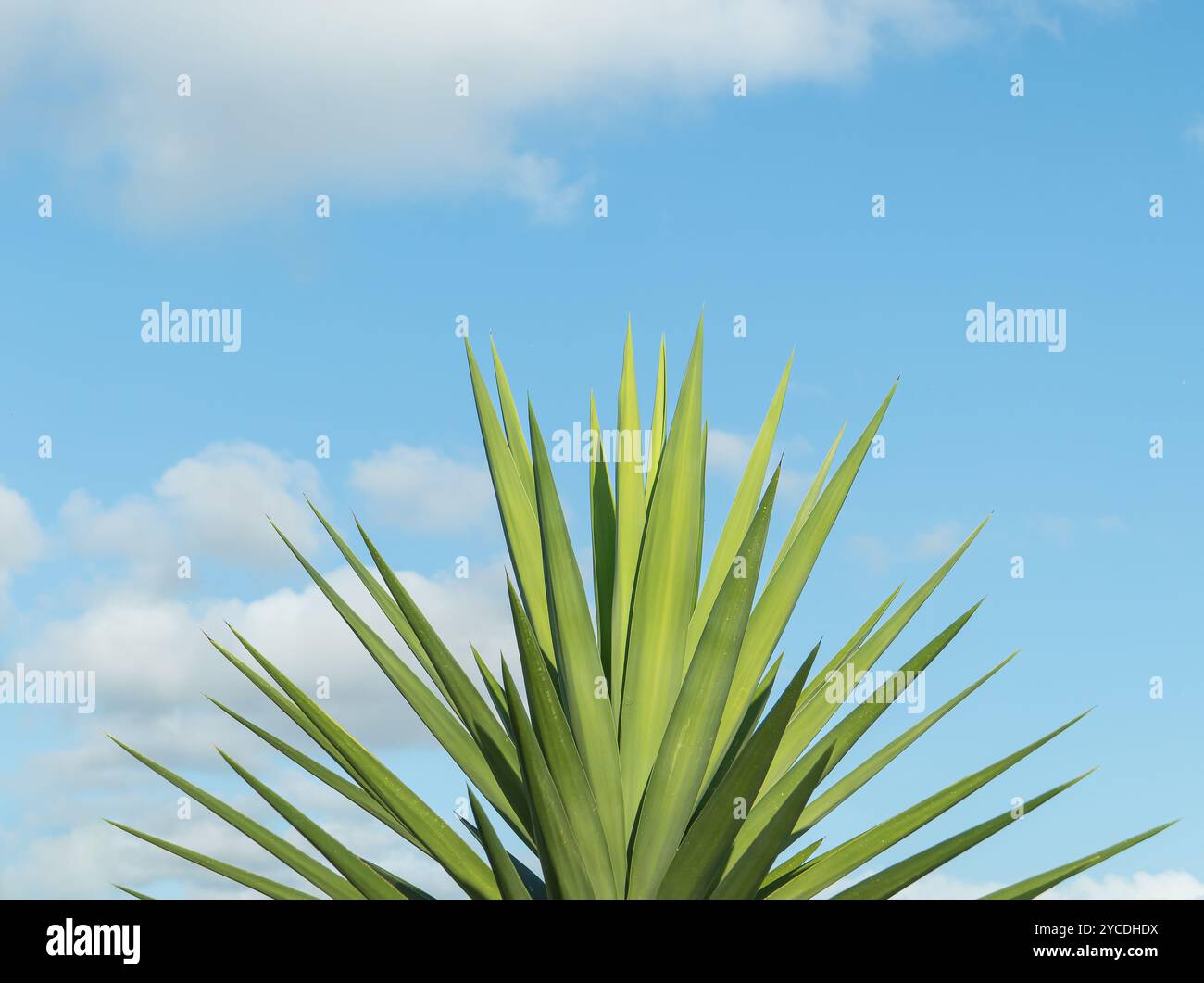 Vibrant green yucca leaves hi-res stock photography and images - Alamy