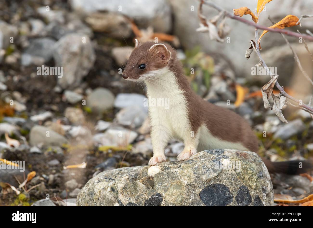 Short-talied weasel; Ermine; Summer; Alaska Stock Photo - Alamy