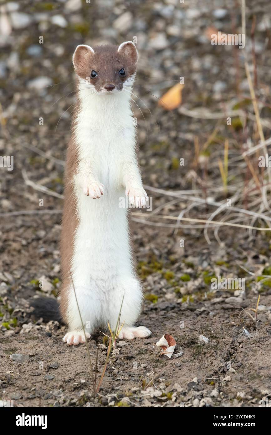 Short-talied weasel; Ermine; Summer; Alaska Stock Photo - Alamy