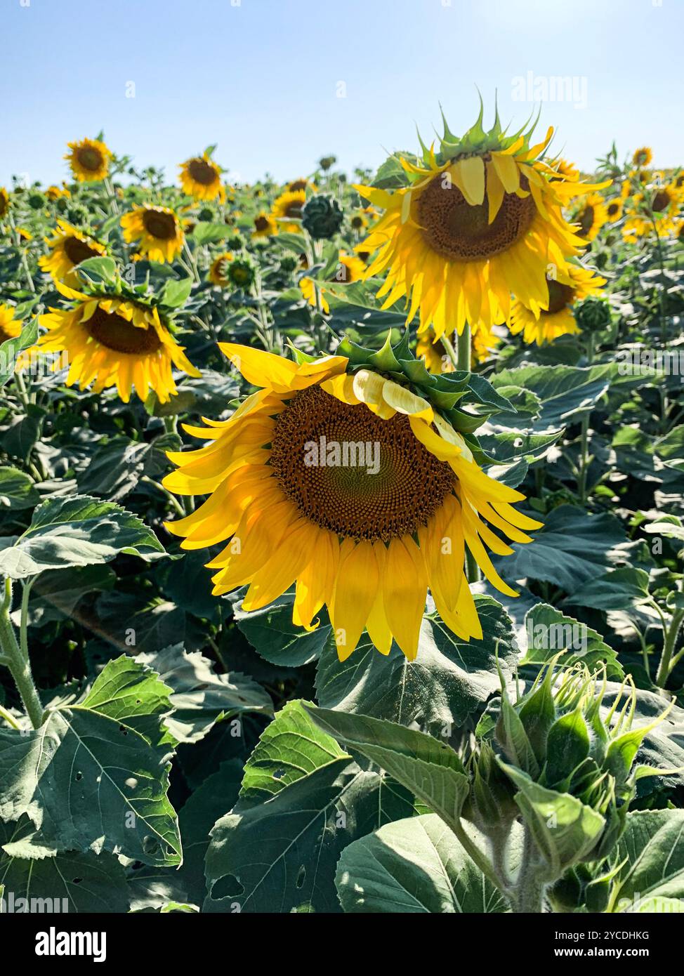 Close up many sunflowers in hi-res stock photography and images - Alamy