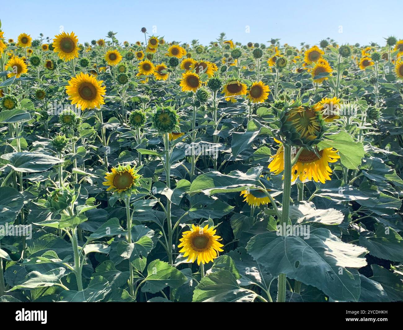 Field of bright yellow open sunflowers and green budding sunflowers in ...