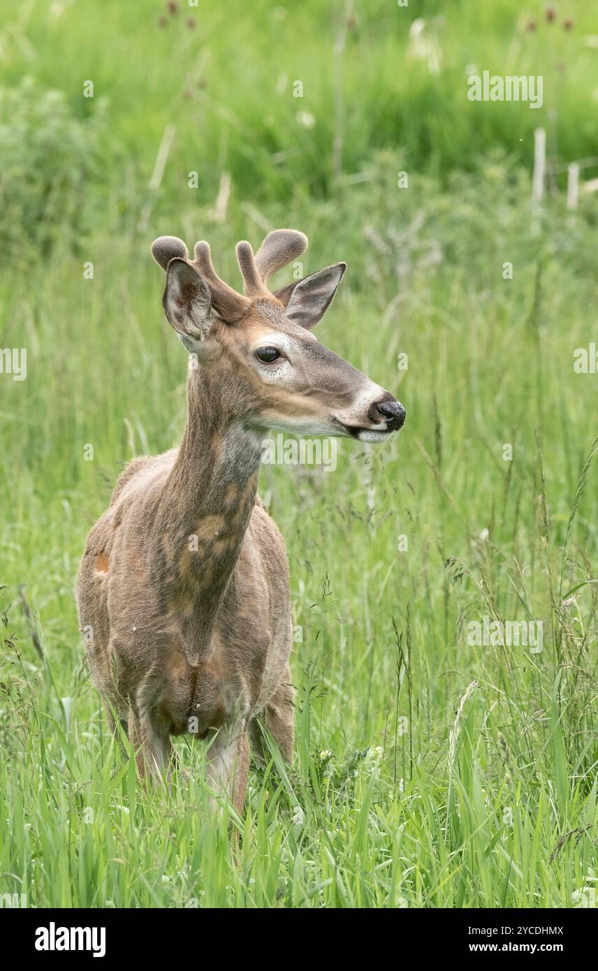 Whitetail Deer; Buck; Velvet Antlers (Montana Stock Photo - Alamy
