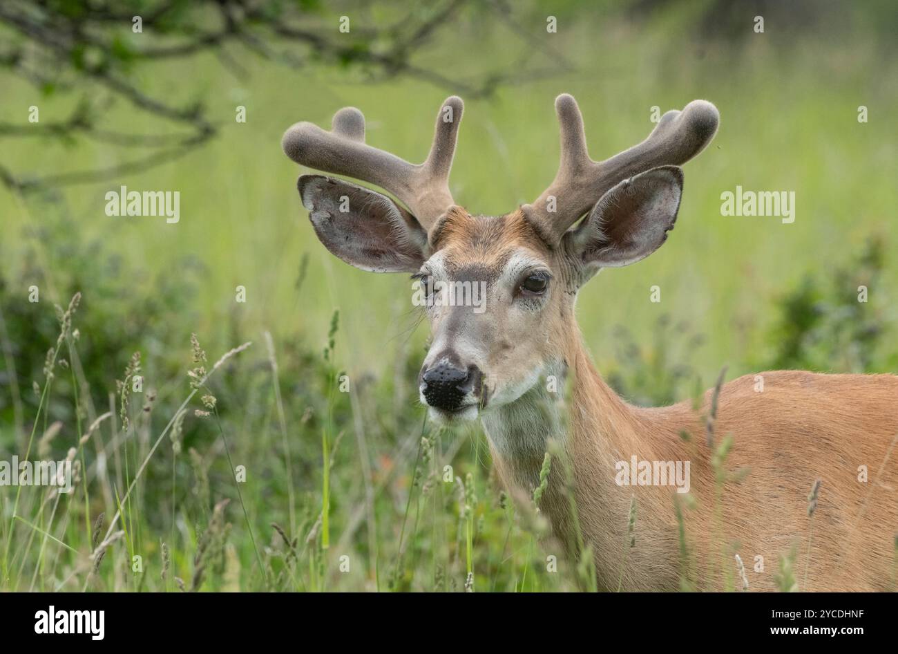 Deer growing antlers hi-res stock photography and images - Alamy