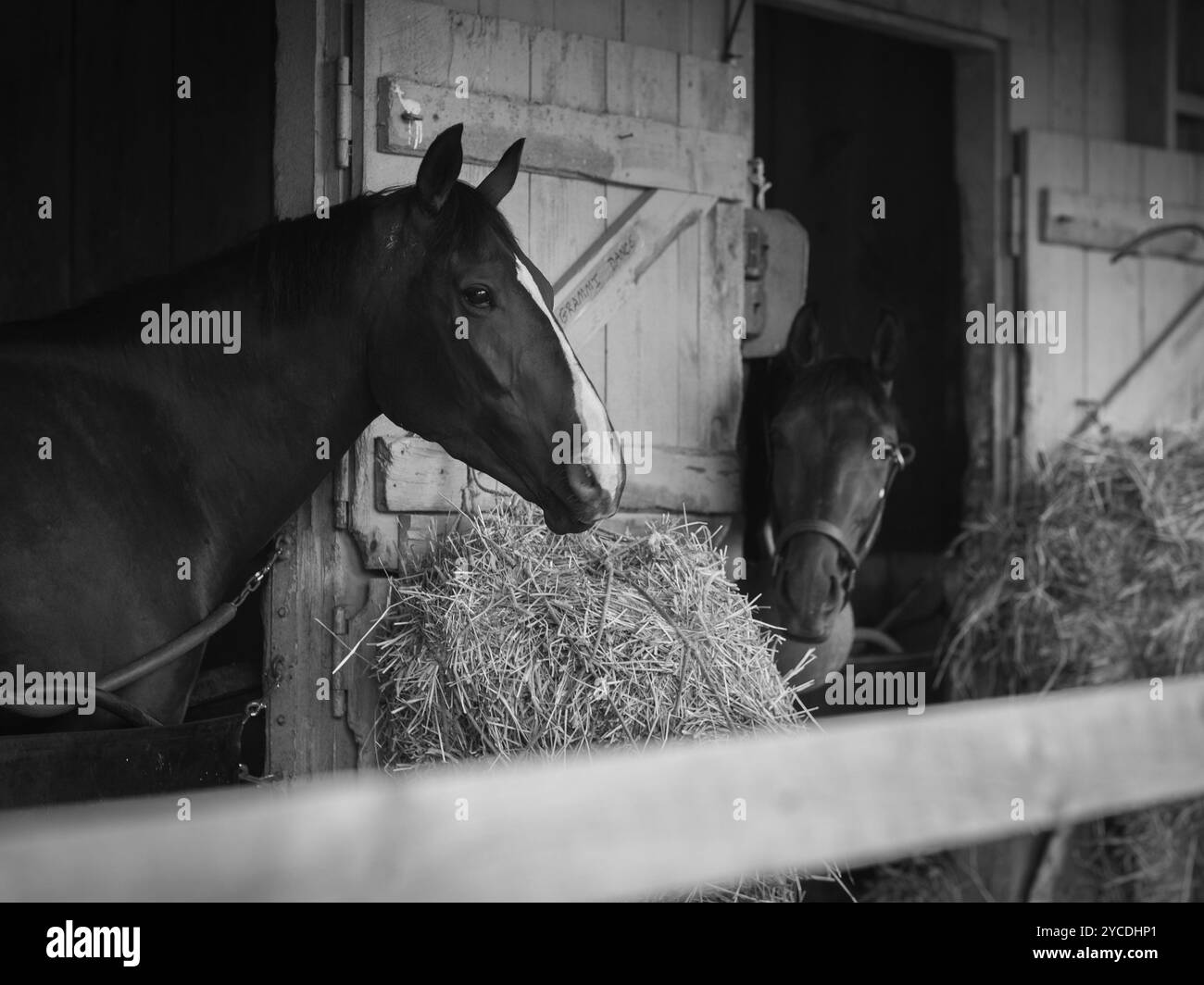 Racing Horses in stable Saratoga Springs Race Track Barn, New York ...