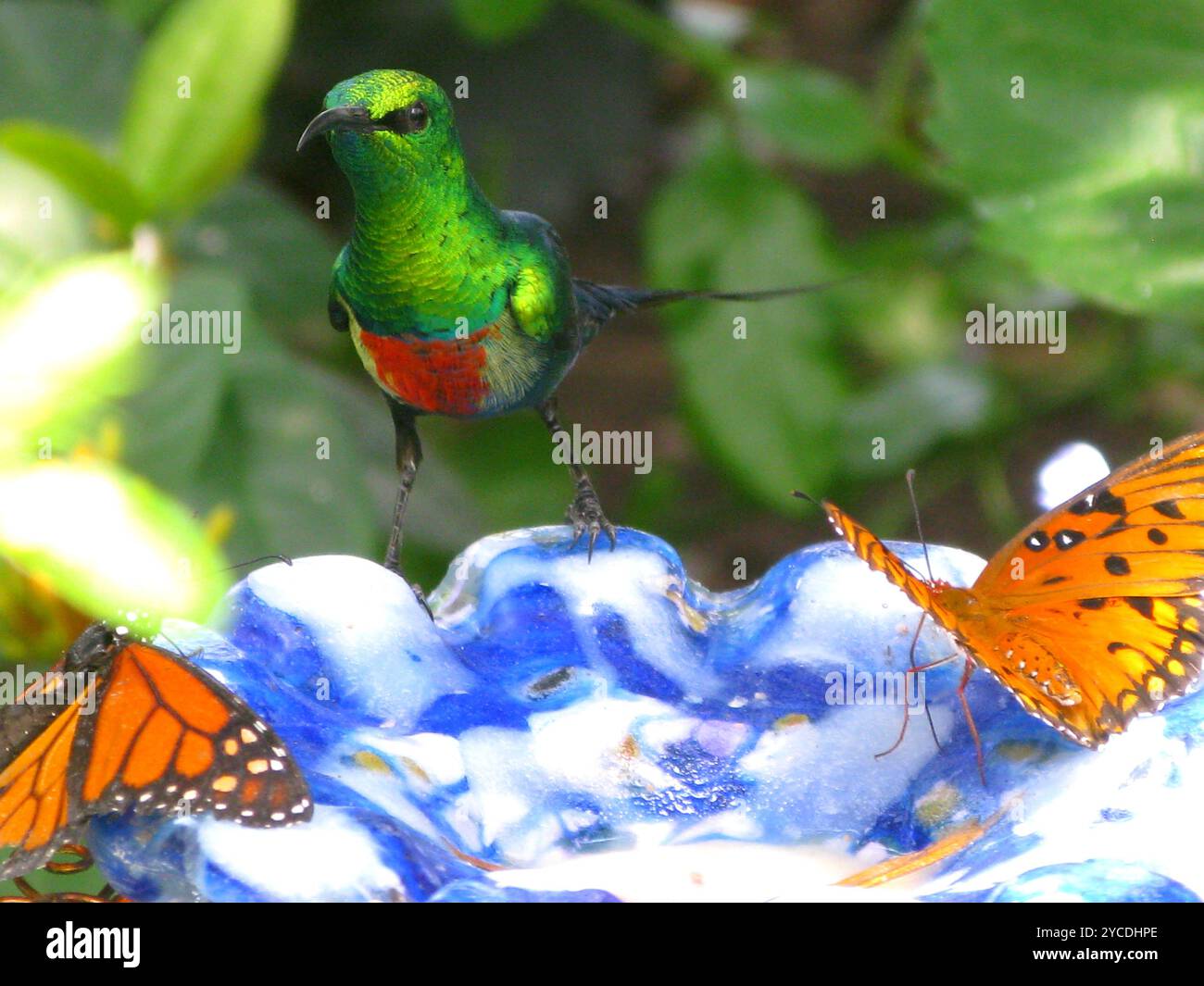 Green Hummingbird Feeding Drinking from Blue Bird Bath with Butterflies ...